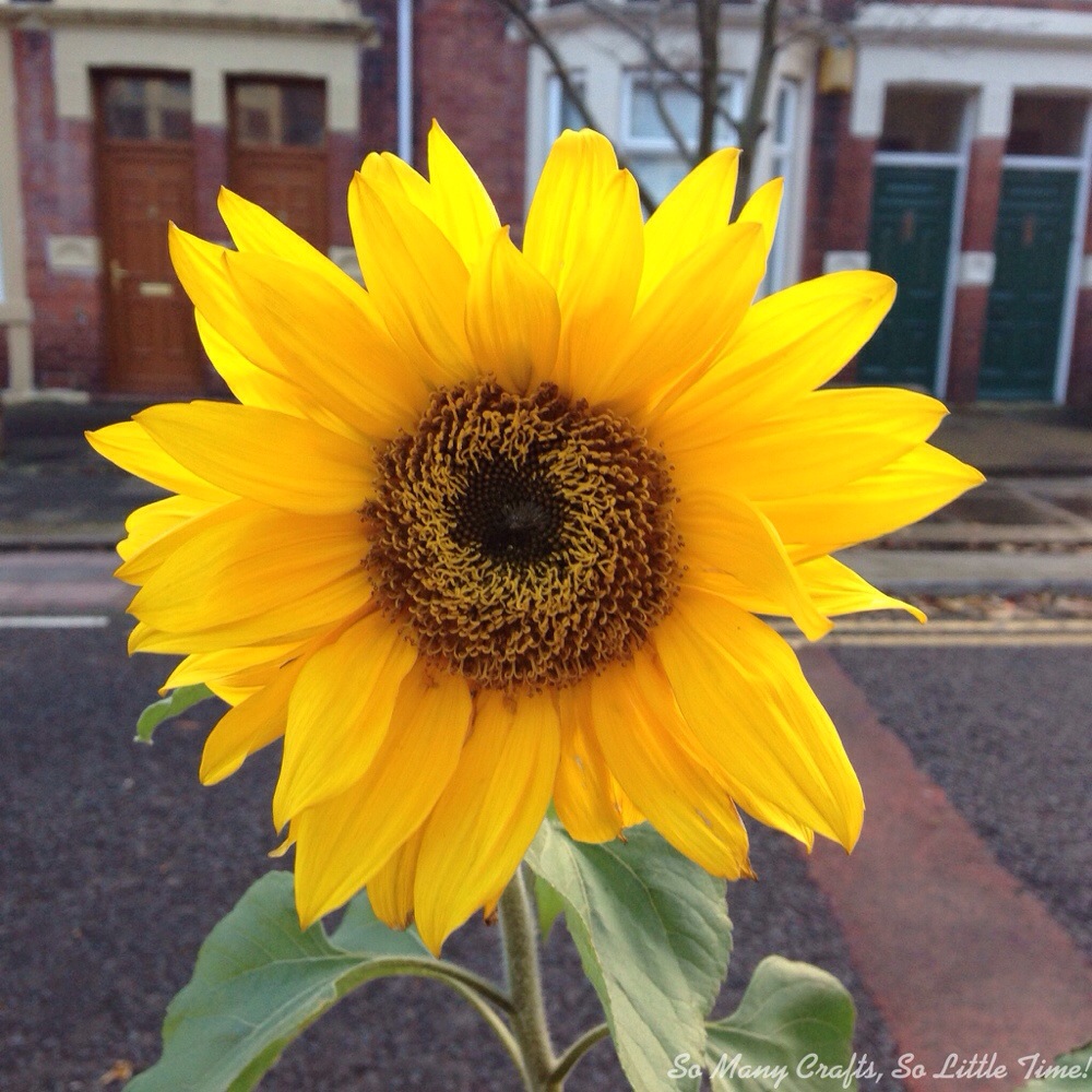 Winter sun(flower) - Hello! Hooray!